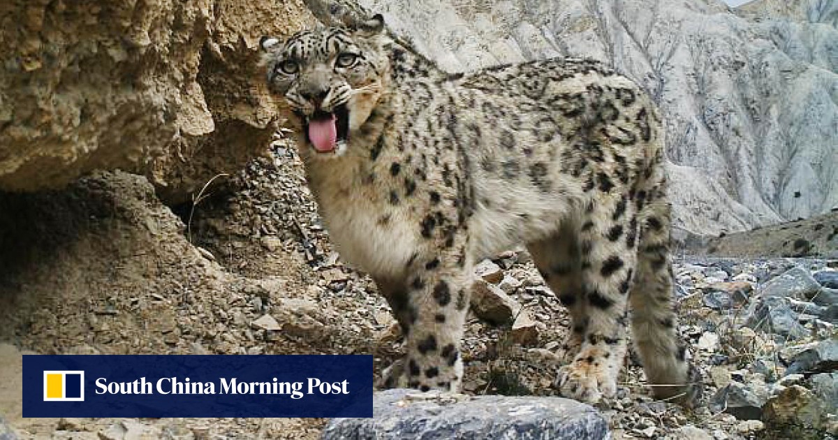 Rare snow leopards caught on camera in Tibet reserve for the first time | South China Morning Post