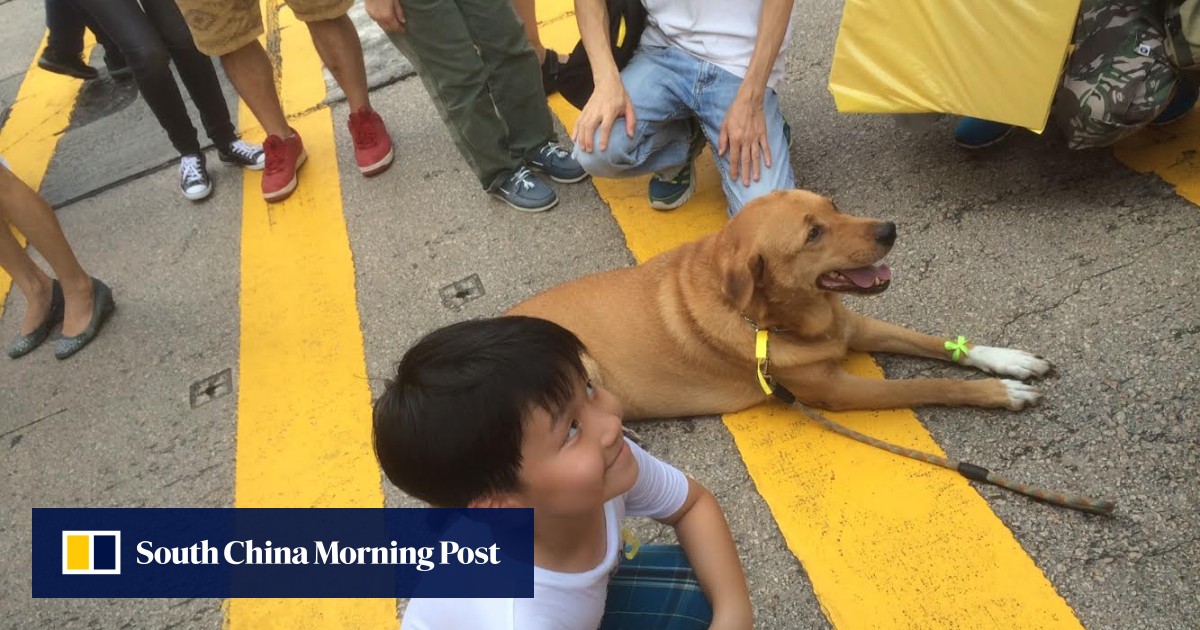 New | 'Democracy dogs' a hit with Occupy Central protesters | South ...