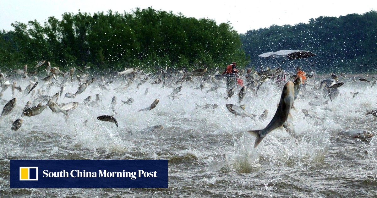 U.S. seeks a solution to Asian carp invasion | South China Morning Post