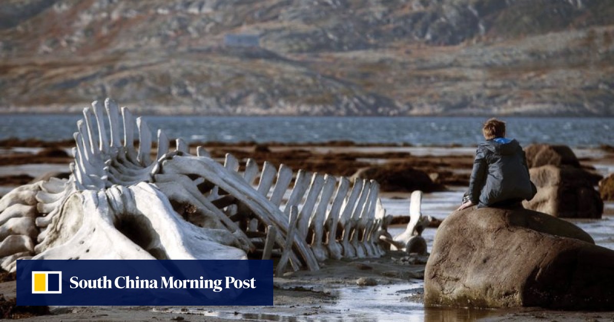 ‘Leviathan’ named best picture at London Film Festival | South China ...