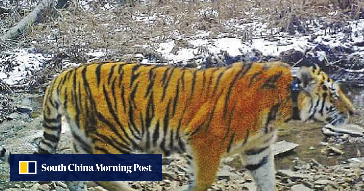 Putin's tiger may be readying for run home to Russia | South China ...