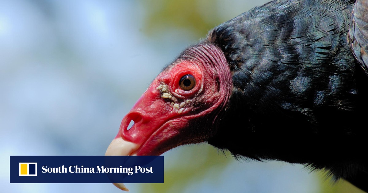 Turkey vulture's gross habits let it avoid food poisoning: study ...