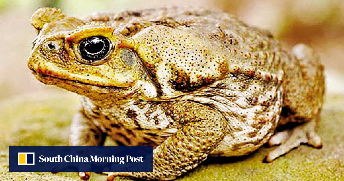 Man jailed for three months for hunting 87 protected toads | South ...