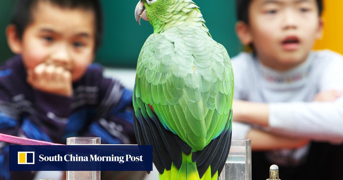 New parrot virus linked to infections among humans, HK research finds ...