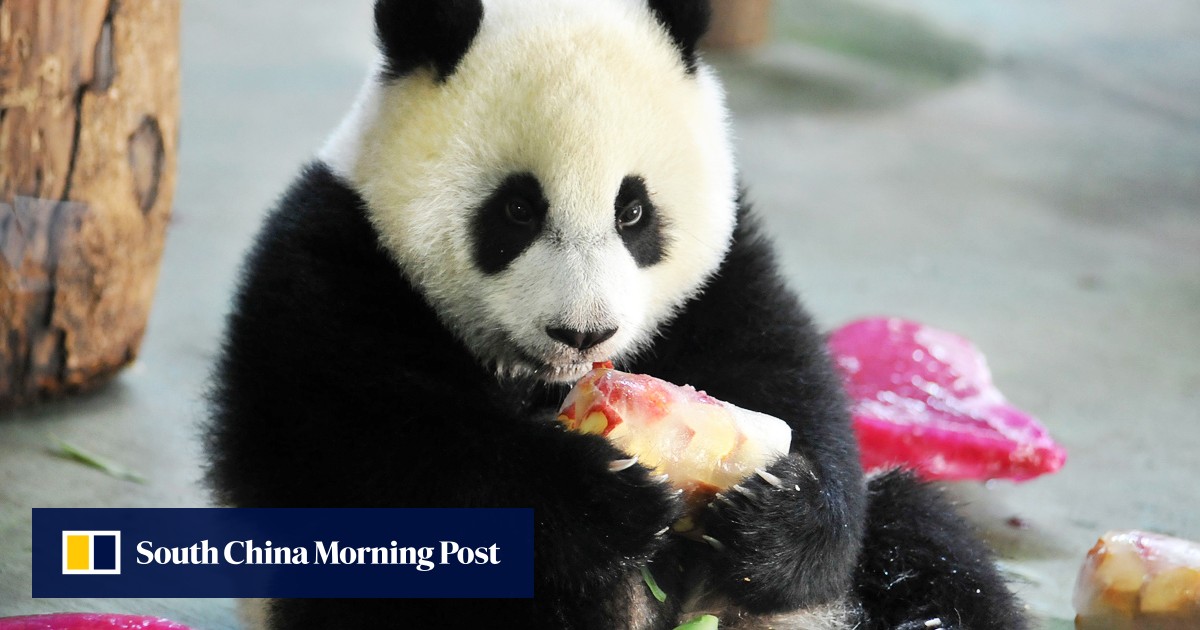 Israel becomes the latest target for China’s ‘panda diplomacy’ | South ...