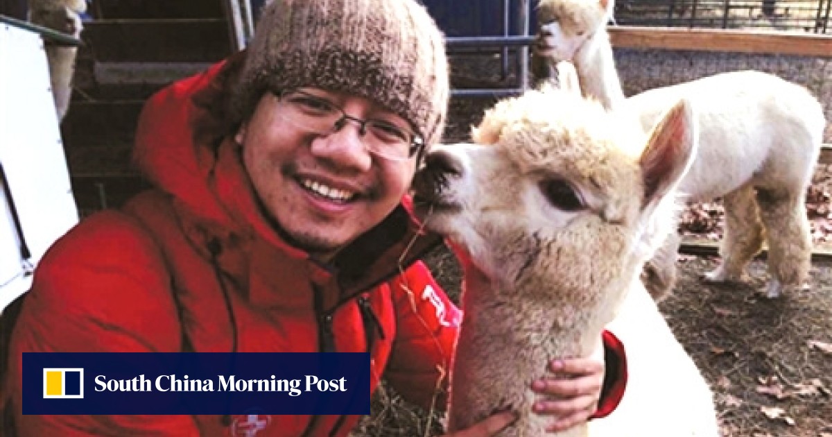Around the nation: Harvard graduates see big future for alpacas in ...