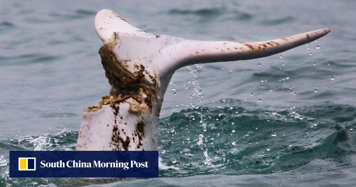 'Rescue protocol needed' as injured Hong Kong dolphin gets worse ...