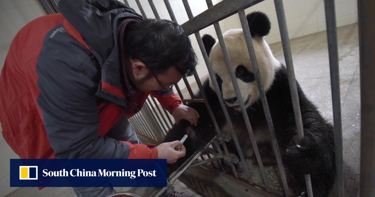 Four giant pandas die as virus strikes Chinese breeding centre | South ...
