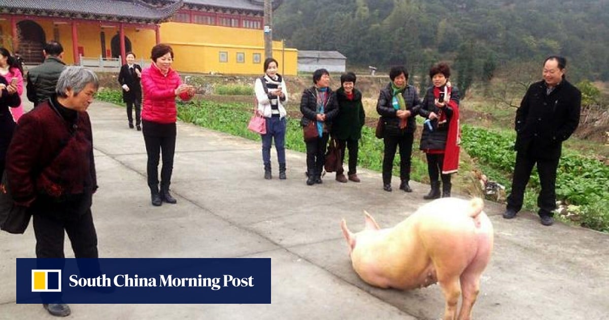 Around the nation: Pig 'prays' at temple | South China Morning Post