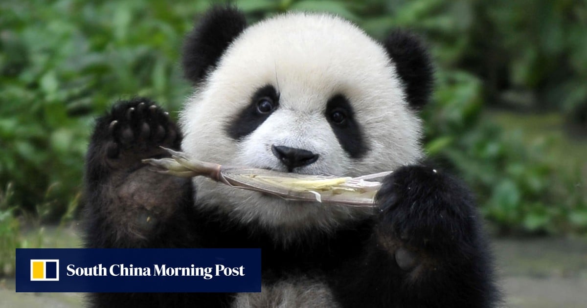 Update | In the black: China's wild panda population grew in past 10 ...