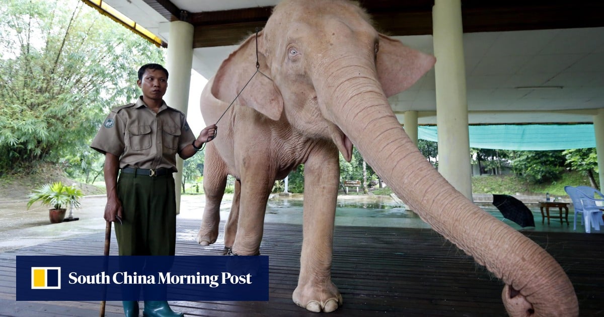 Myanmar captures rare white elephant, widely considered as ‘political ...