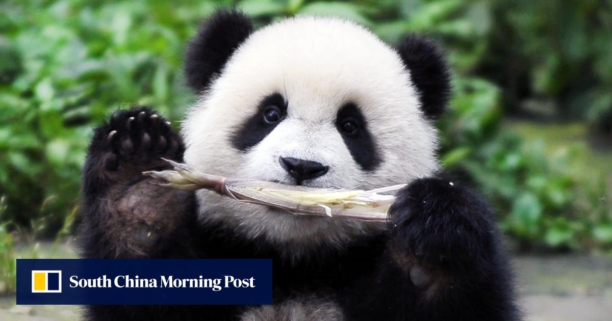 Chinese man wins 520,000 yuan payout after being bitten on leg by wild ...