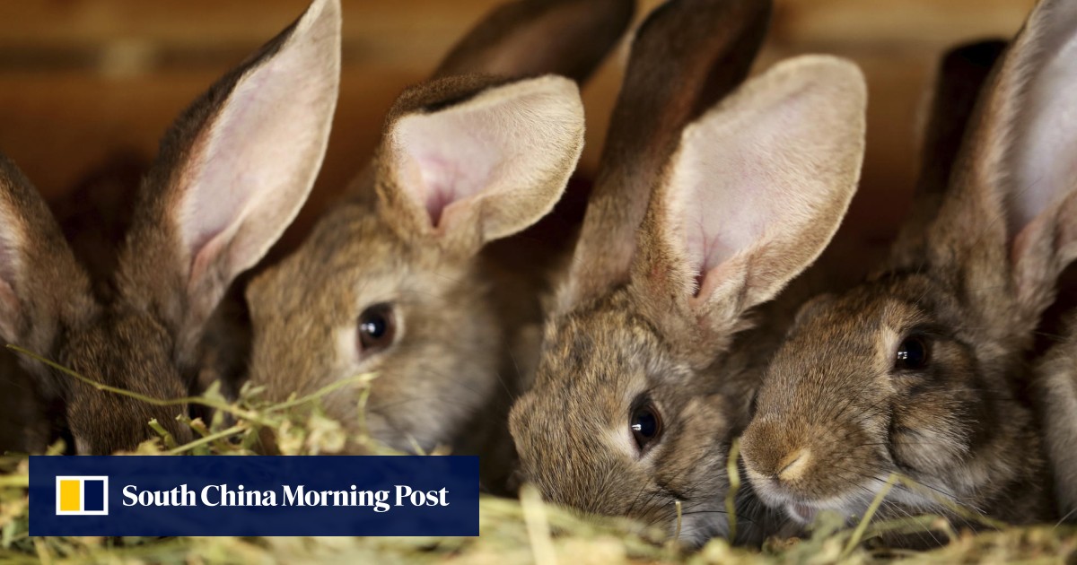 Gut stasis in rabbits - what an owner needs to know | South China ...