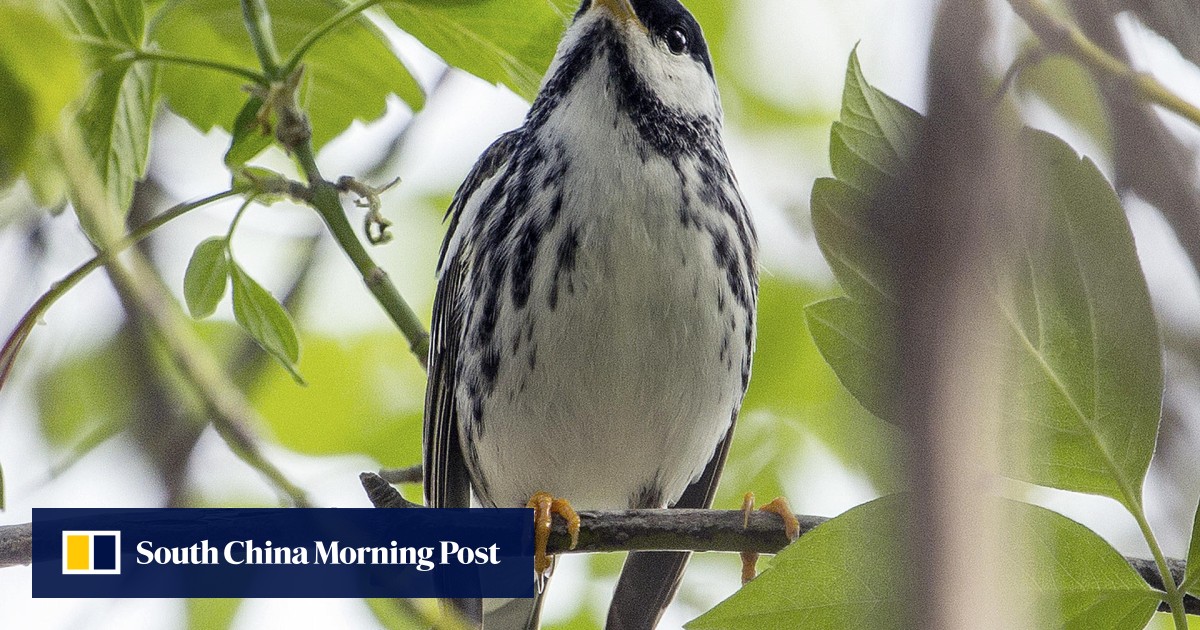 Tiny songbird completes long-haul flight without stopping for a rest ...