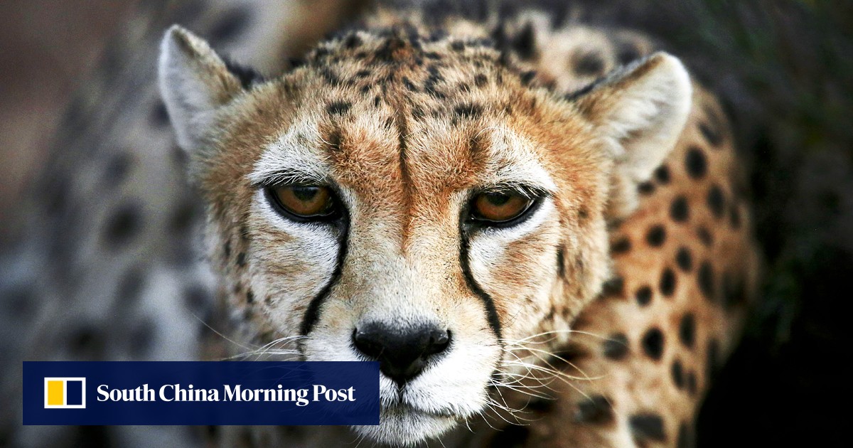 Mother was ‘dangling toddler over railing’ when he fell into cheetah ...