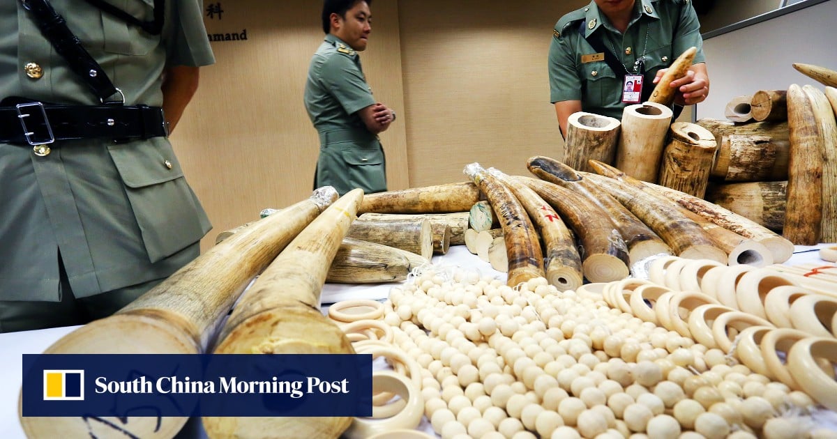 Hong Kong government 'aiding and abetting' illegal ivory trade, say 50 ...