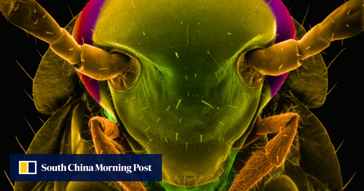 Cockroaches: everything you never wanted to know | South China Morning Post