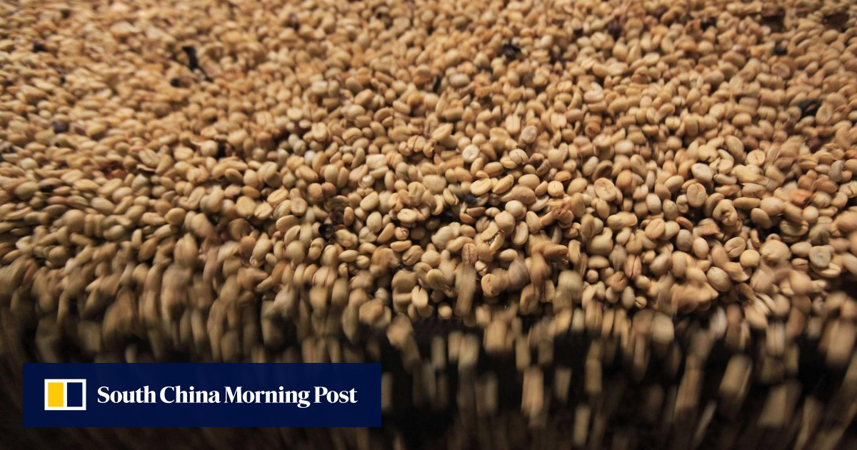 Coffee catastrophe percolating as climate change threatens arabica ...