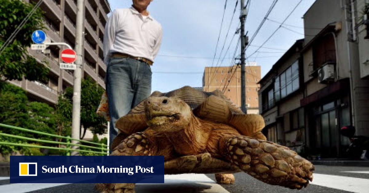 Godzilla? No, it's metre-long tortoise Bon-chan who loves to amble ...