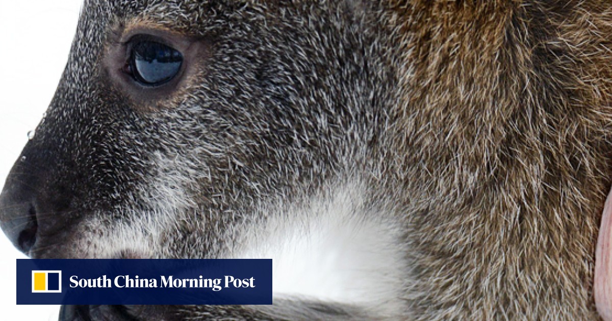 Most kangaroos are left-handed, study finds | South China Morning Post