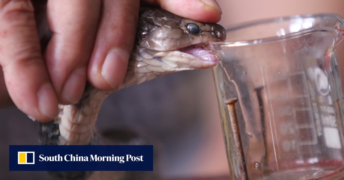 India arrests six suspected smugglers found with US$15m snake venom ...