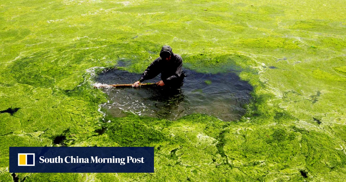 Seas in eastern China turn green as algae covers Qingdao beaches ...