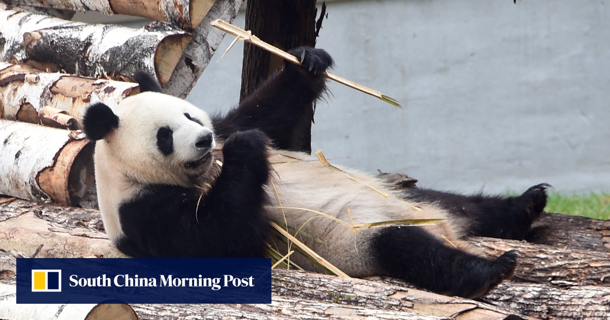 Lazy pandas are as sluggish as sloths and have underactive thyroids ...