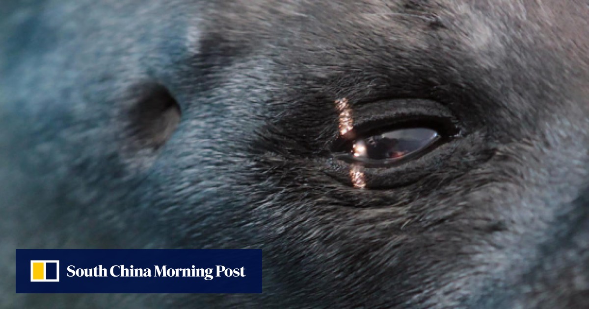 'I can seal clearly now': Successful cataract removal gives Hong Kong's ...