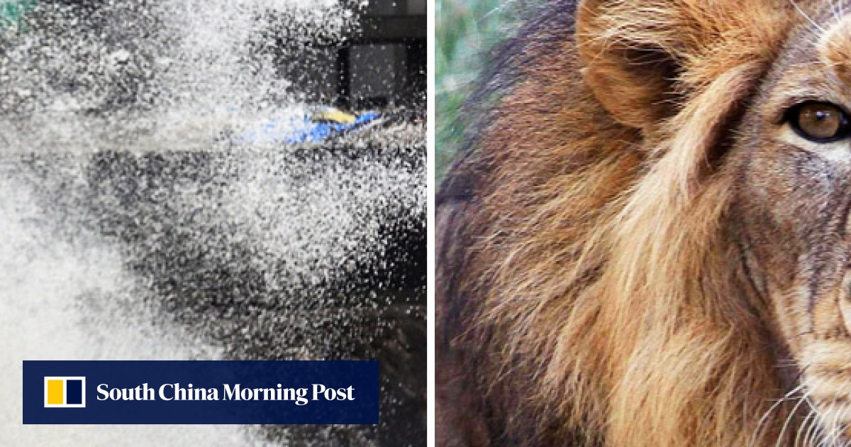 At least 10 endangered lions killed after monsoon flooding in India ...