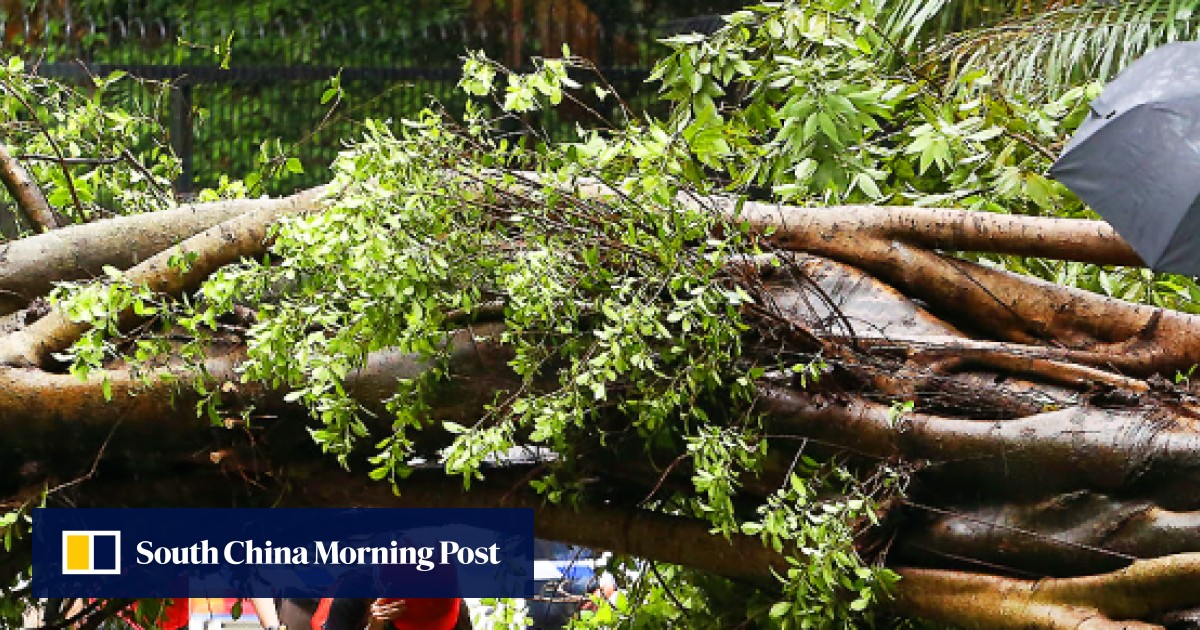 Massive Chinese banyan tree falls on woman on busy street in Hong Kong ...