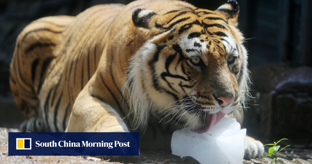 Rare fossil offers insight into hunting habits of 200 million year old ...