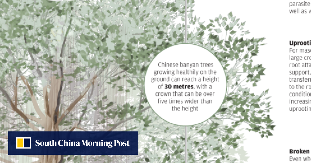 Hong Kong’s wall trees: everything you need to know about the banyans ...