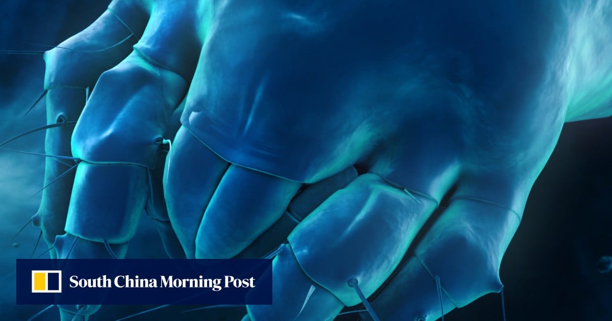 Scientists raise alarm over dust mites infesting Hong Kong homes ...