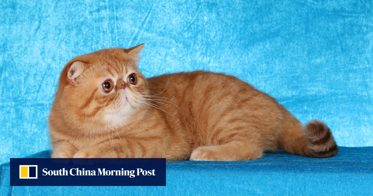 The explosive rise of pedigree-cat breeding in Hong Kong | South China ...