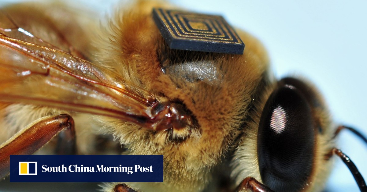 ‘Beepocalypse now’: Micro-sensors stuck to honey bees to help solve ...