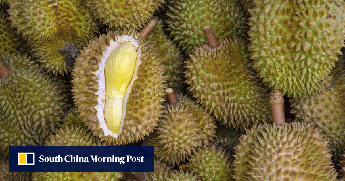 Durians pack a nutritional punch, but they are fattening | South China ...