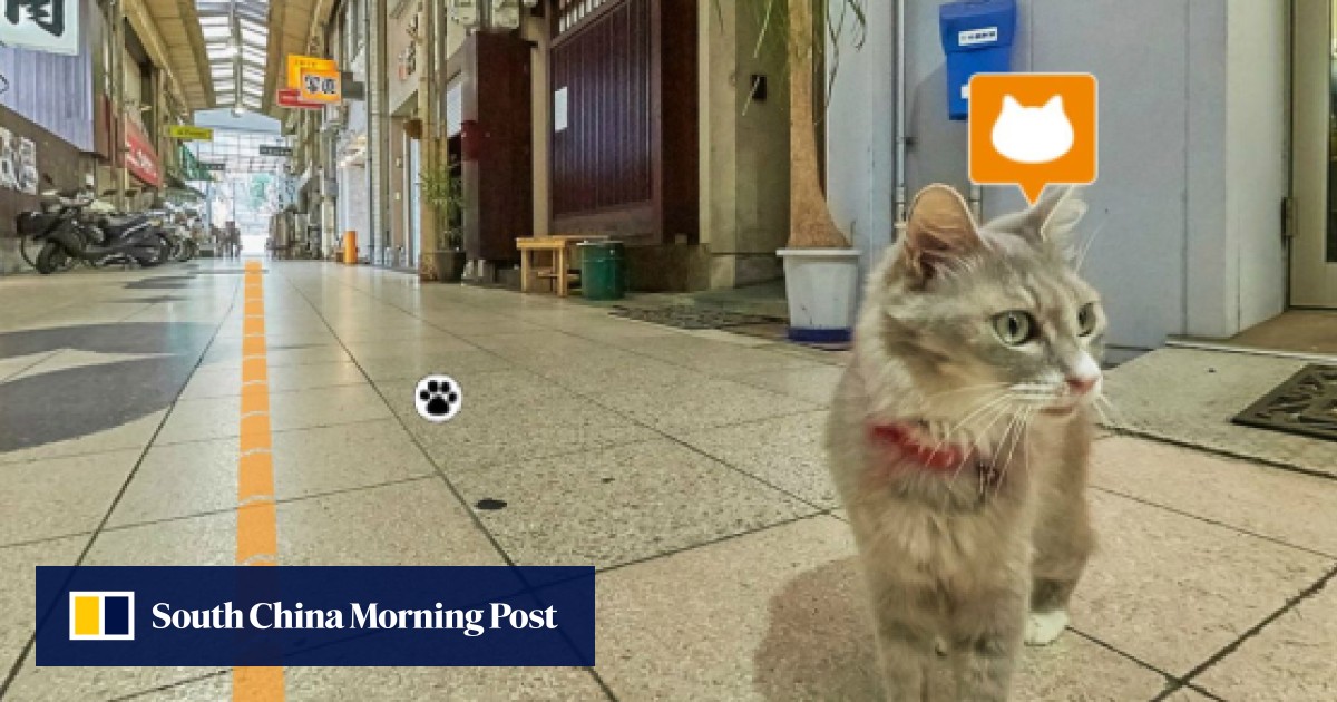A different purr-spective: You can now paw through this Japanese city ...