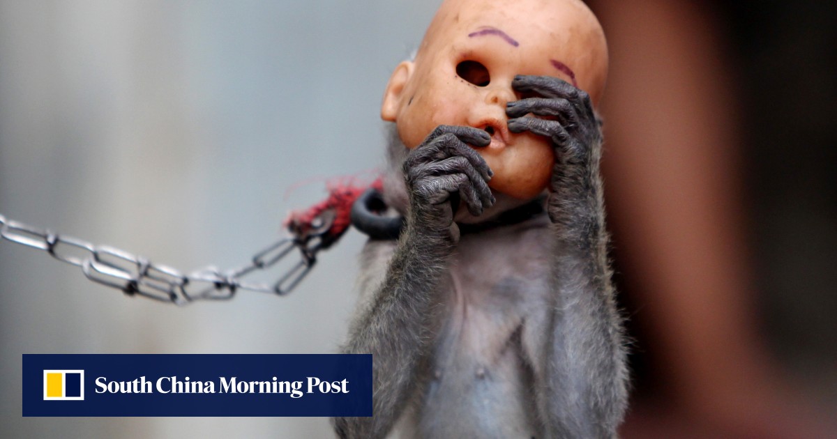 Monkey testicles on mice? Chinese scientists pave way for boys who die ...