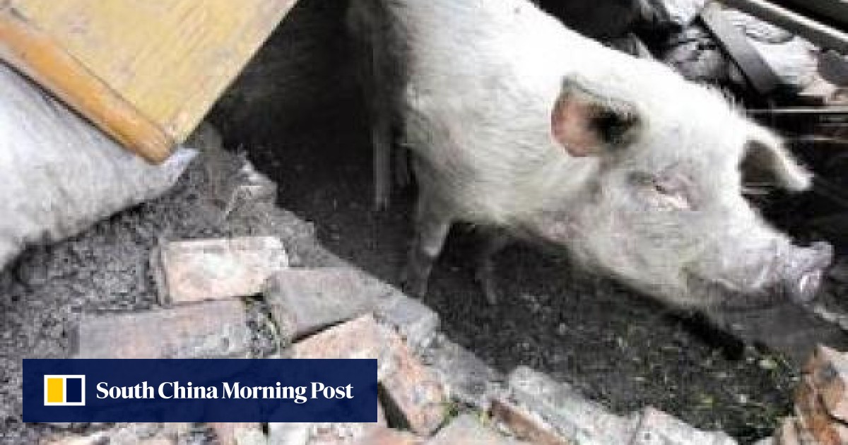 Little marvels: Chinese scientists clone piglets from ‘hero’ survivor ...