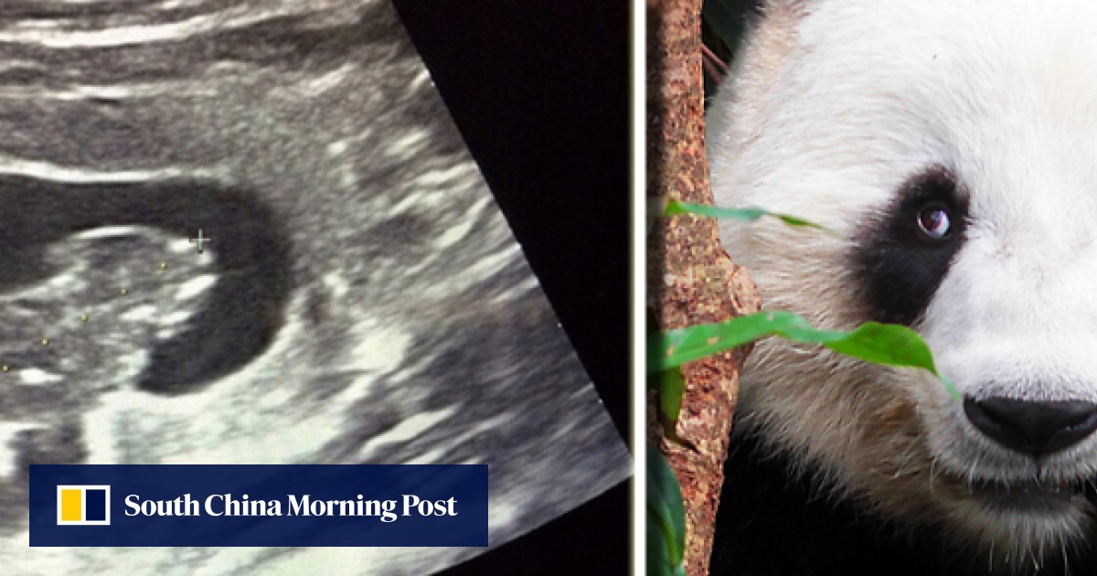 It’s official! Ying Ying pregnant and due to deliver Hong Kong’s first giant panda cub | South ...