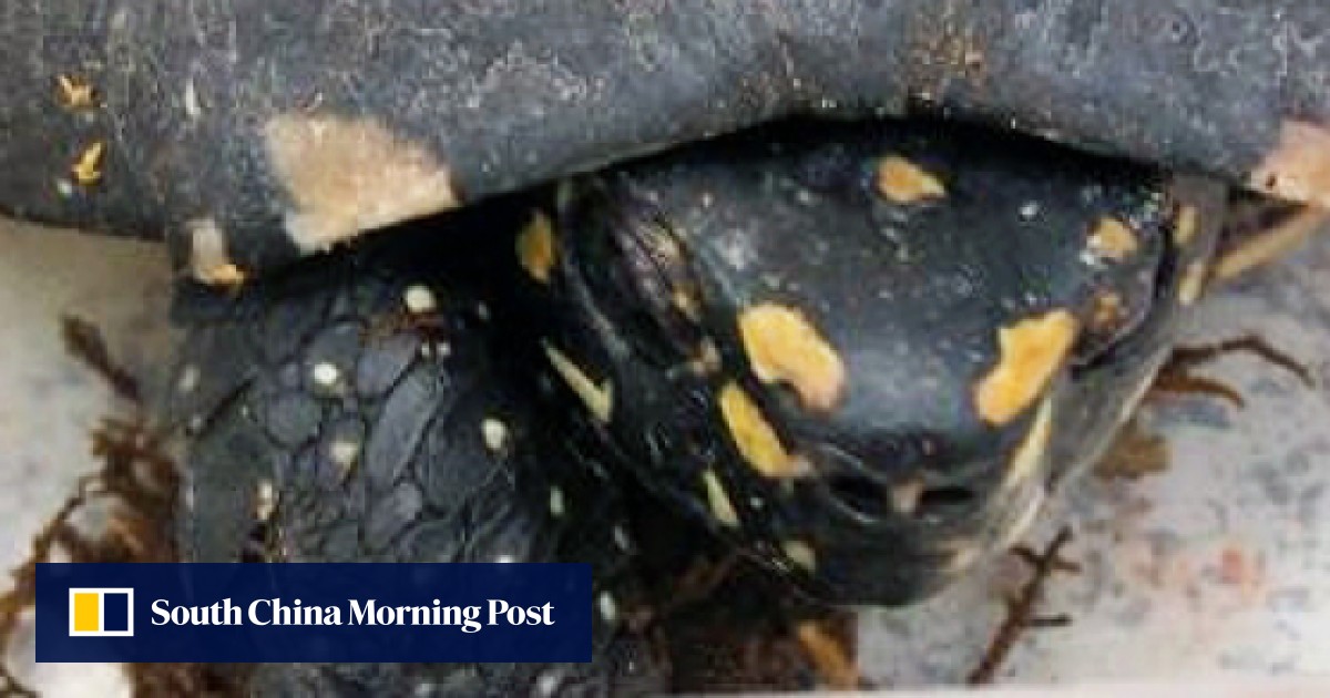 23 smuggled live turtles found inside air parcels at Hong Kong ...