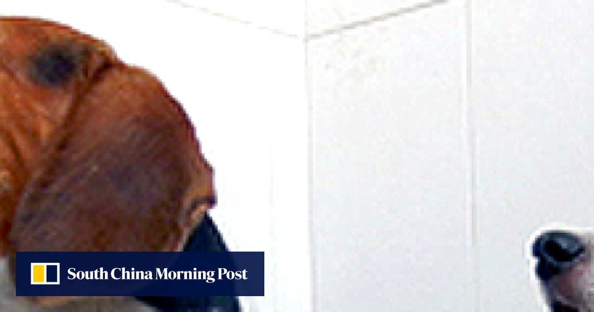 'Super puppies' created in DNA manipulation: Chinese mainland ...