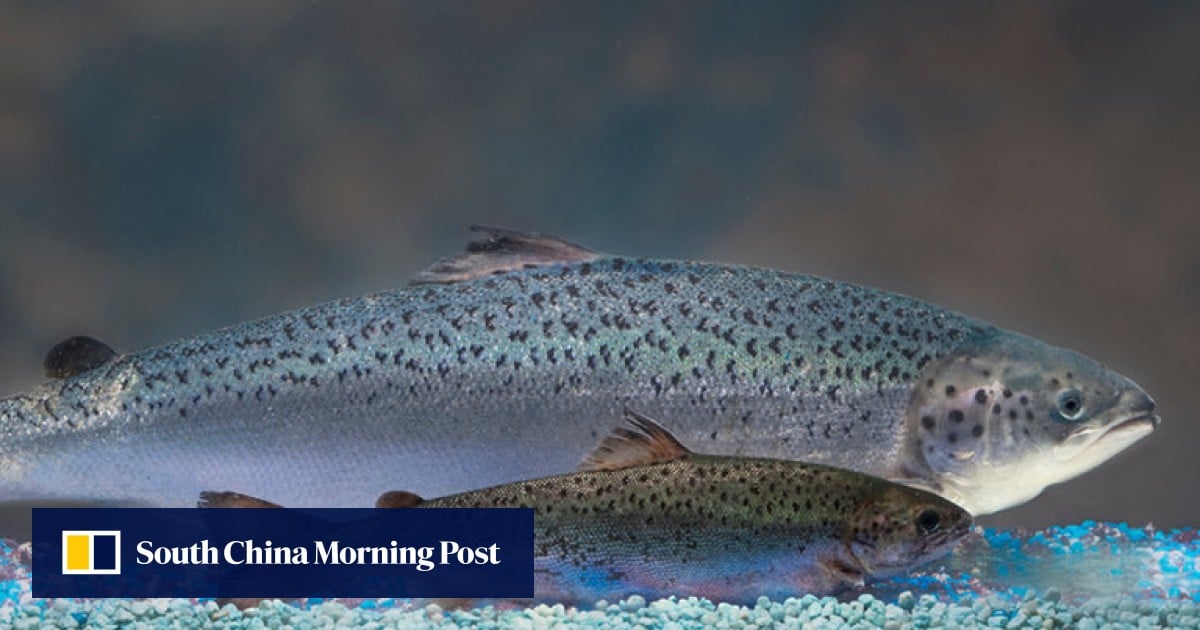 US clears genetically modified salmon for human consumption, in world’s ...
