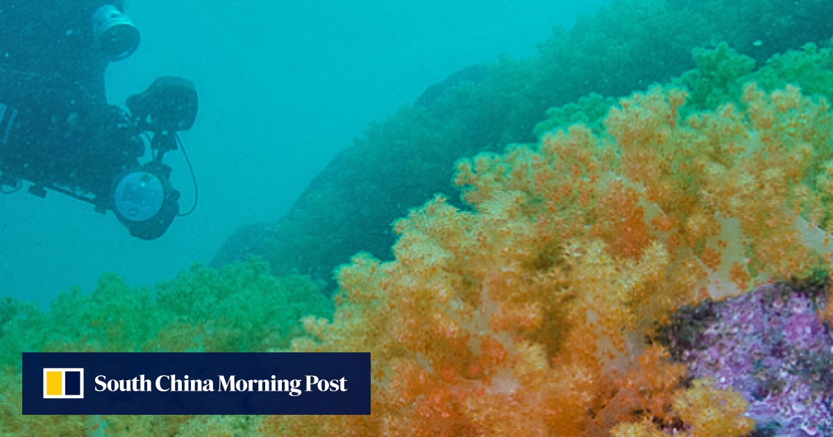 Keeping sea life afloat: How can fishermen be the answer to save Hong ...