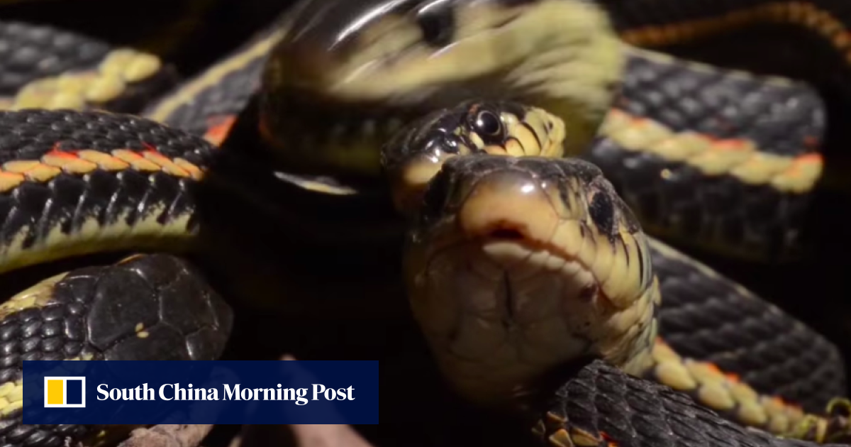 Scientists say snake spotting evolved human vision | South China ...