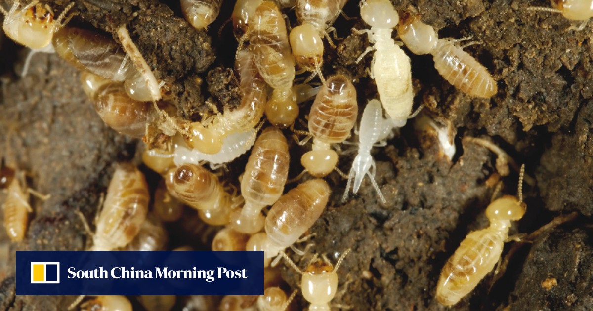 Bugging Out | South China Morning Post