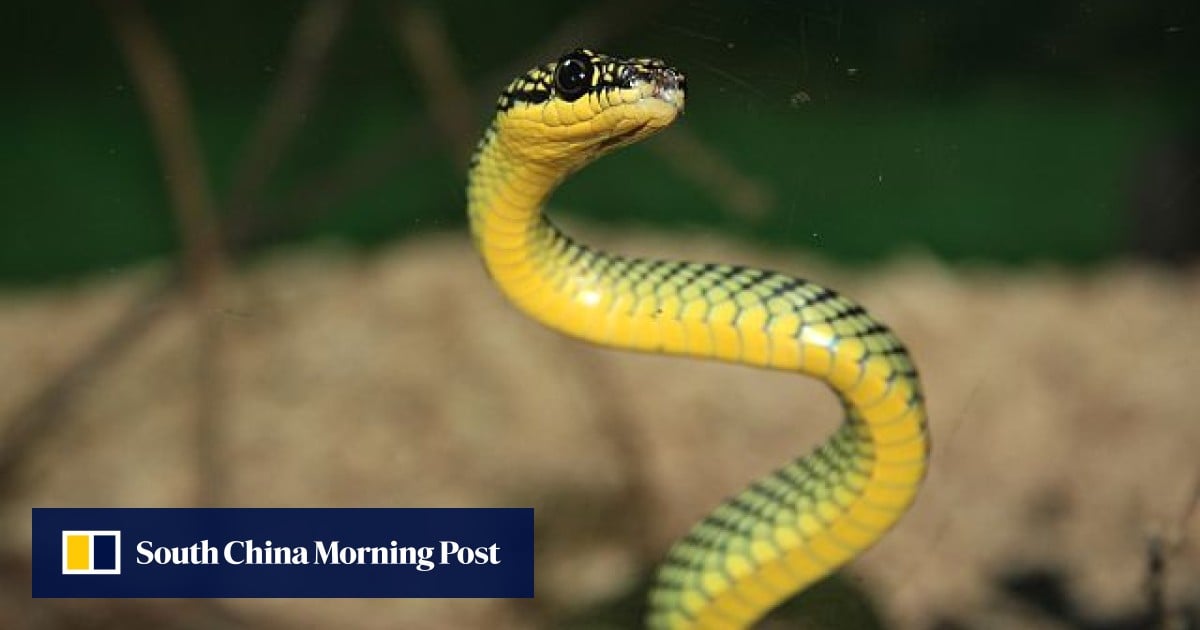 A Spotter’s Guide to Hong Kong’s Five Most Common Snakes | South China ...