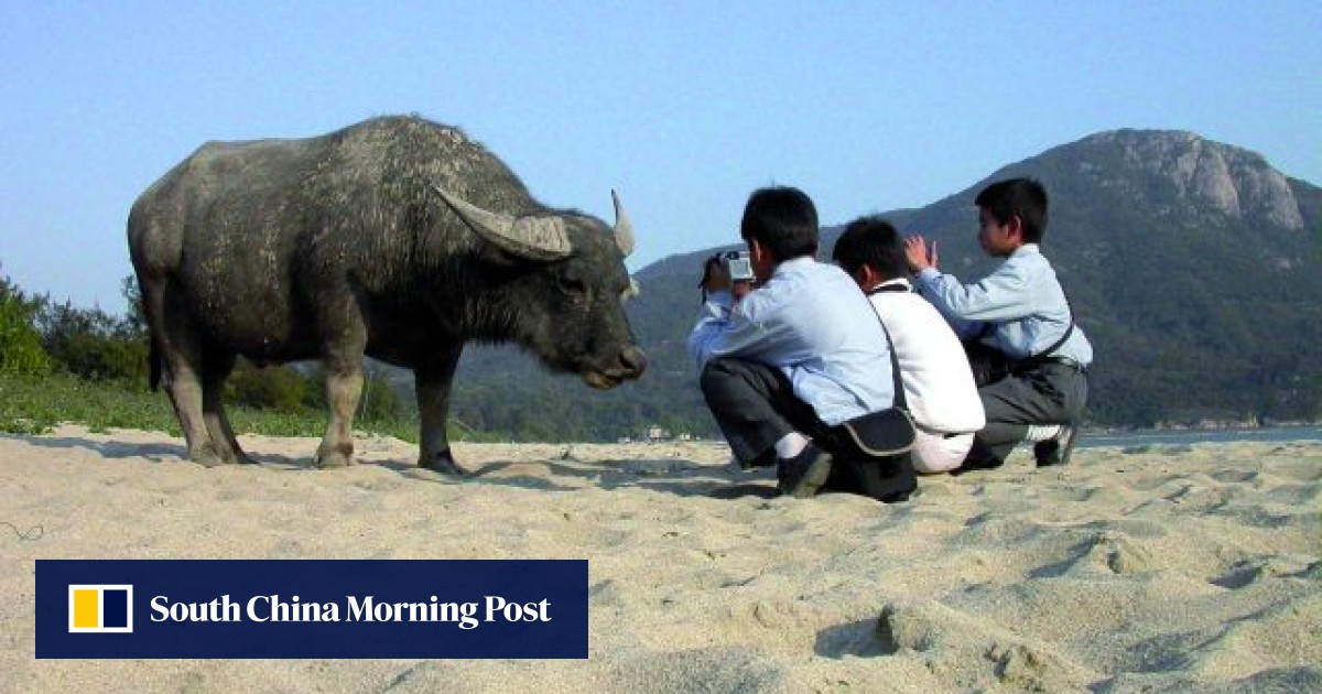1000 Reasons to Love Hong Kong: Fun | South China Morning Post