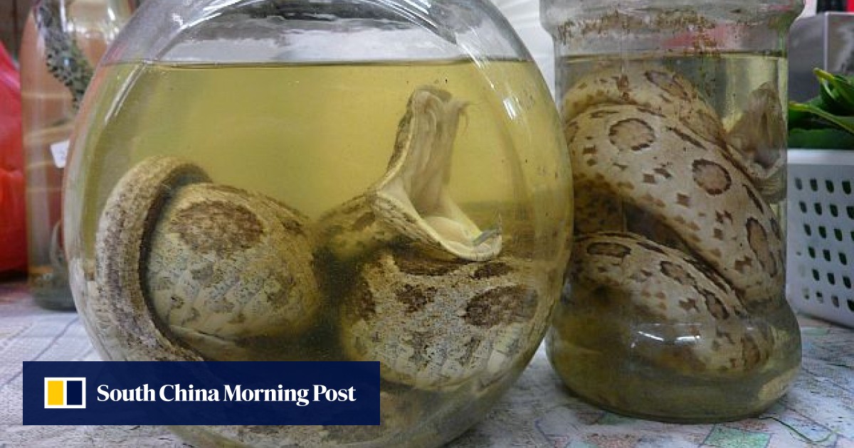 Snake Restaurants | South China Morning Post