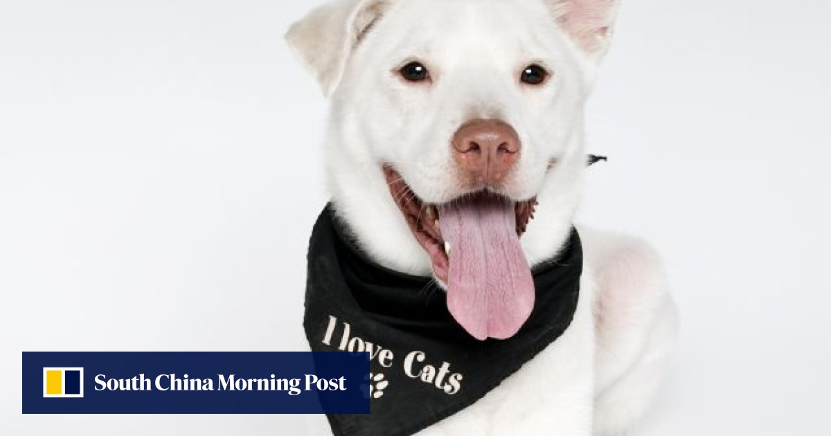 Woofguide.org Launches For Local Dog Owners and Lovers | South China ...